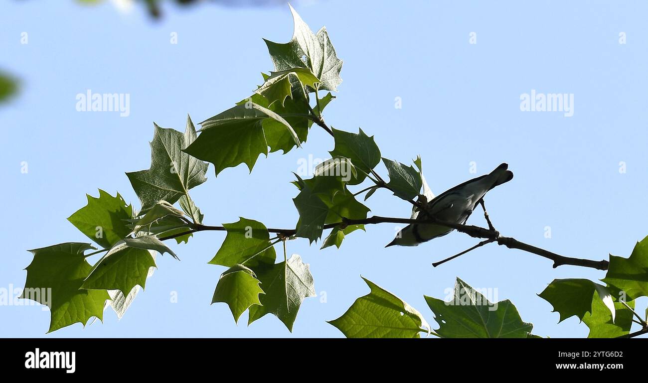 Setophaga cerulea hi-res stock photography and images - Alamy