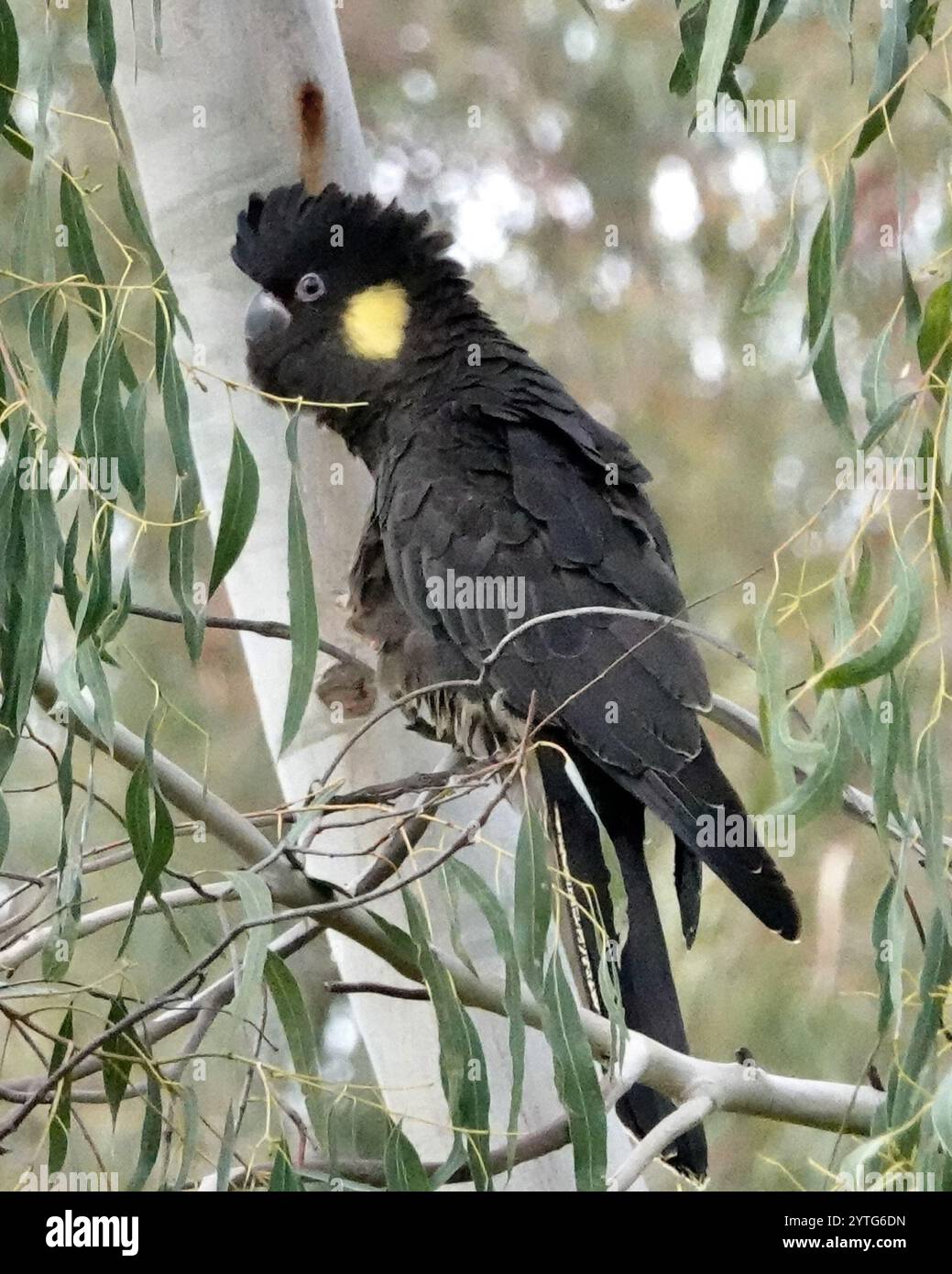 Yellow-tailed Black Cockatoo (Zanda funerea Stock Photo - Alamy