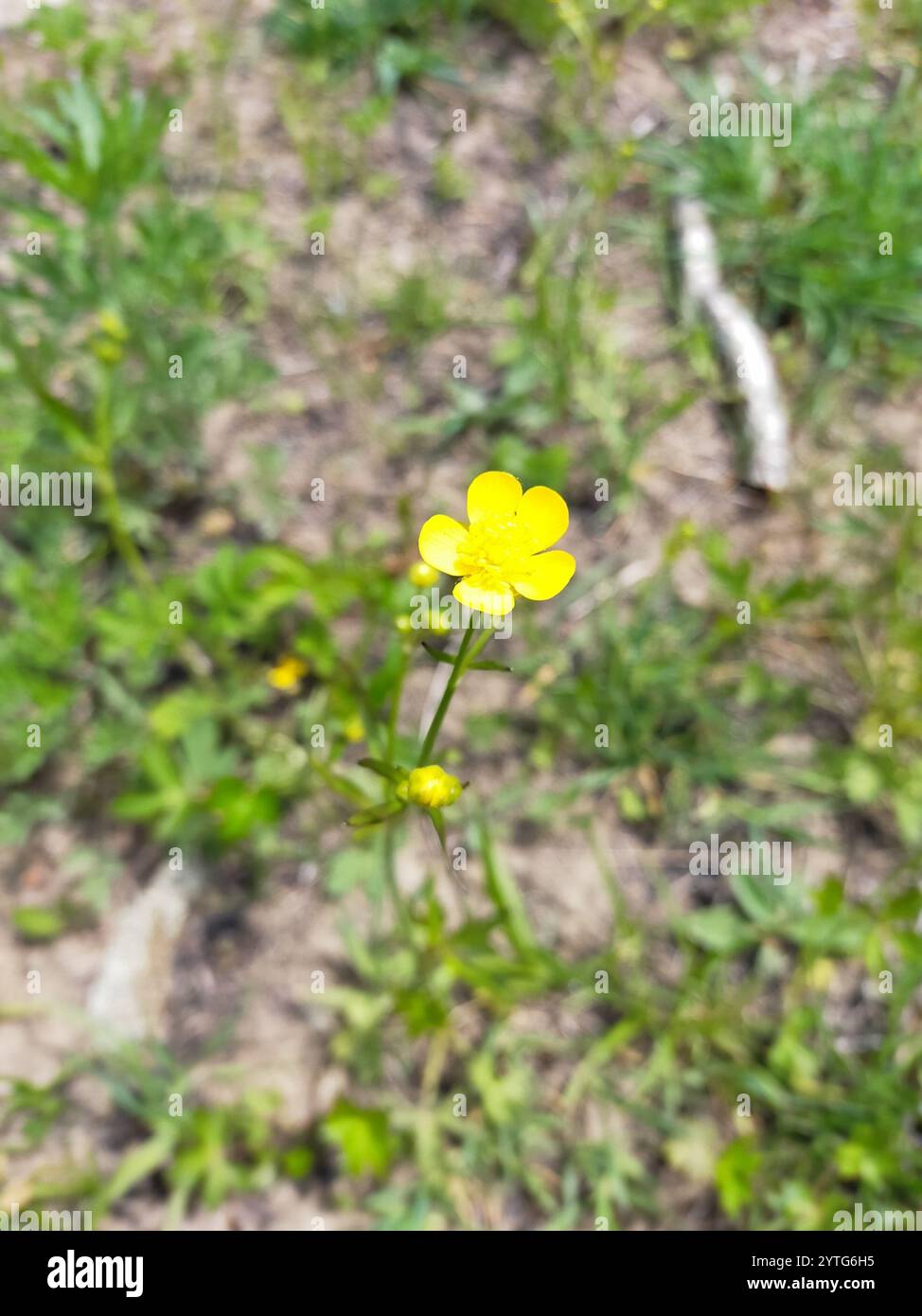 Japanese Buttercup (Ranunculus japonicus Stock Photo - Alamy