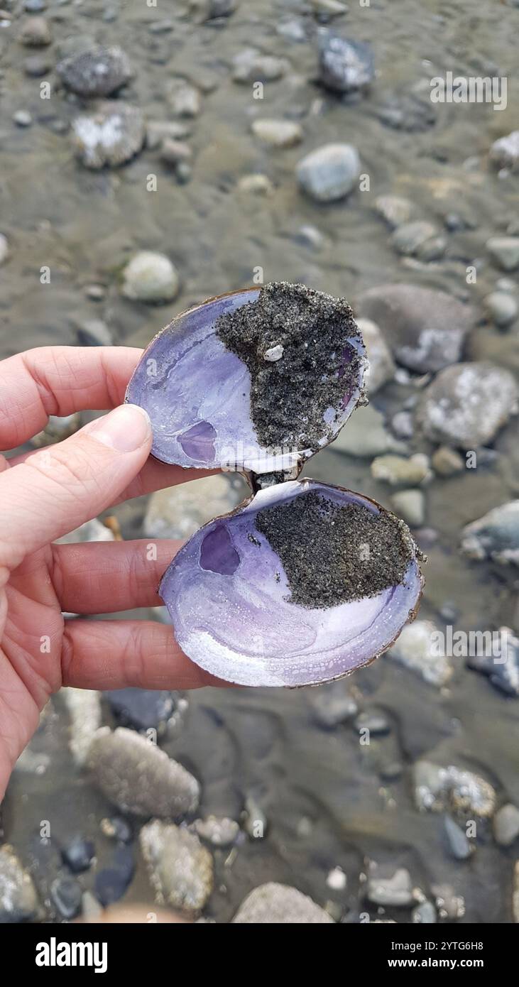Purple Mahogany Clam (Nuttallia obscurata Stock Photo - Alamy