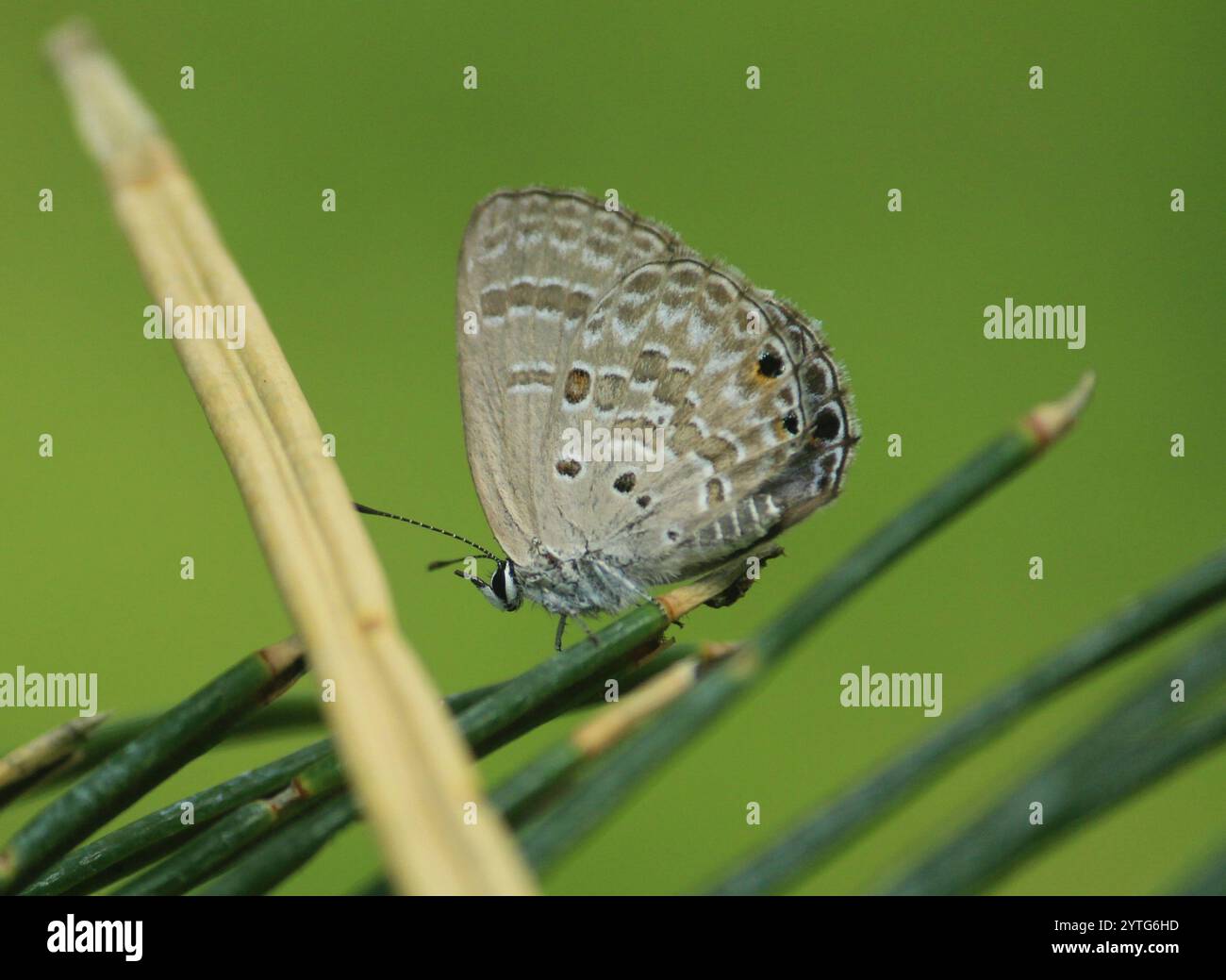 Luthrodes hi-res stock photography and images - Alamy