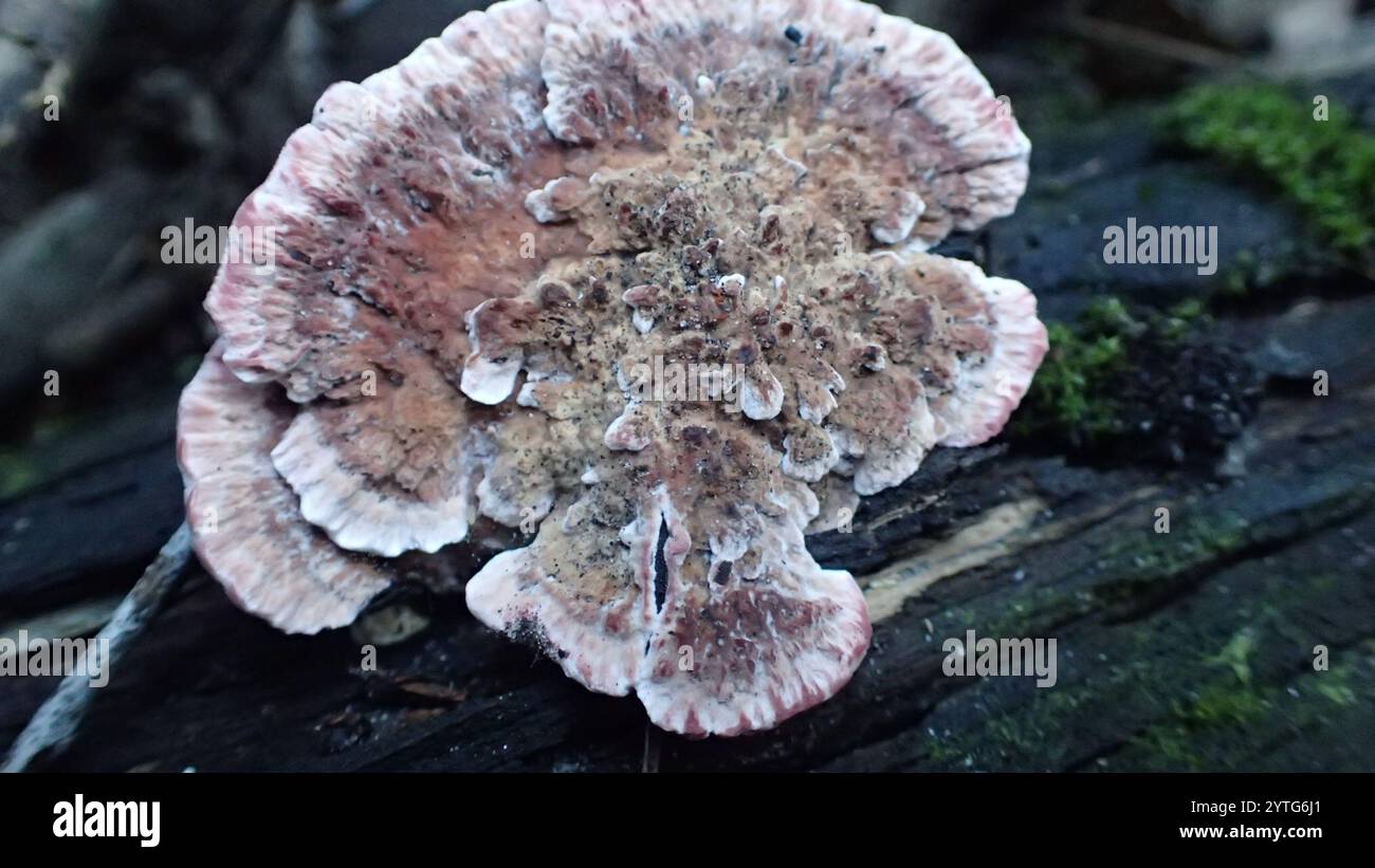 shelf fungi (Polyporales Stock Photo - Alamy
