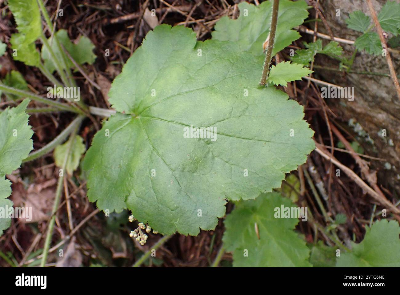 crevice alumroot (Heuchera micrantha Stock Photo - Alamy