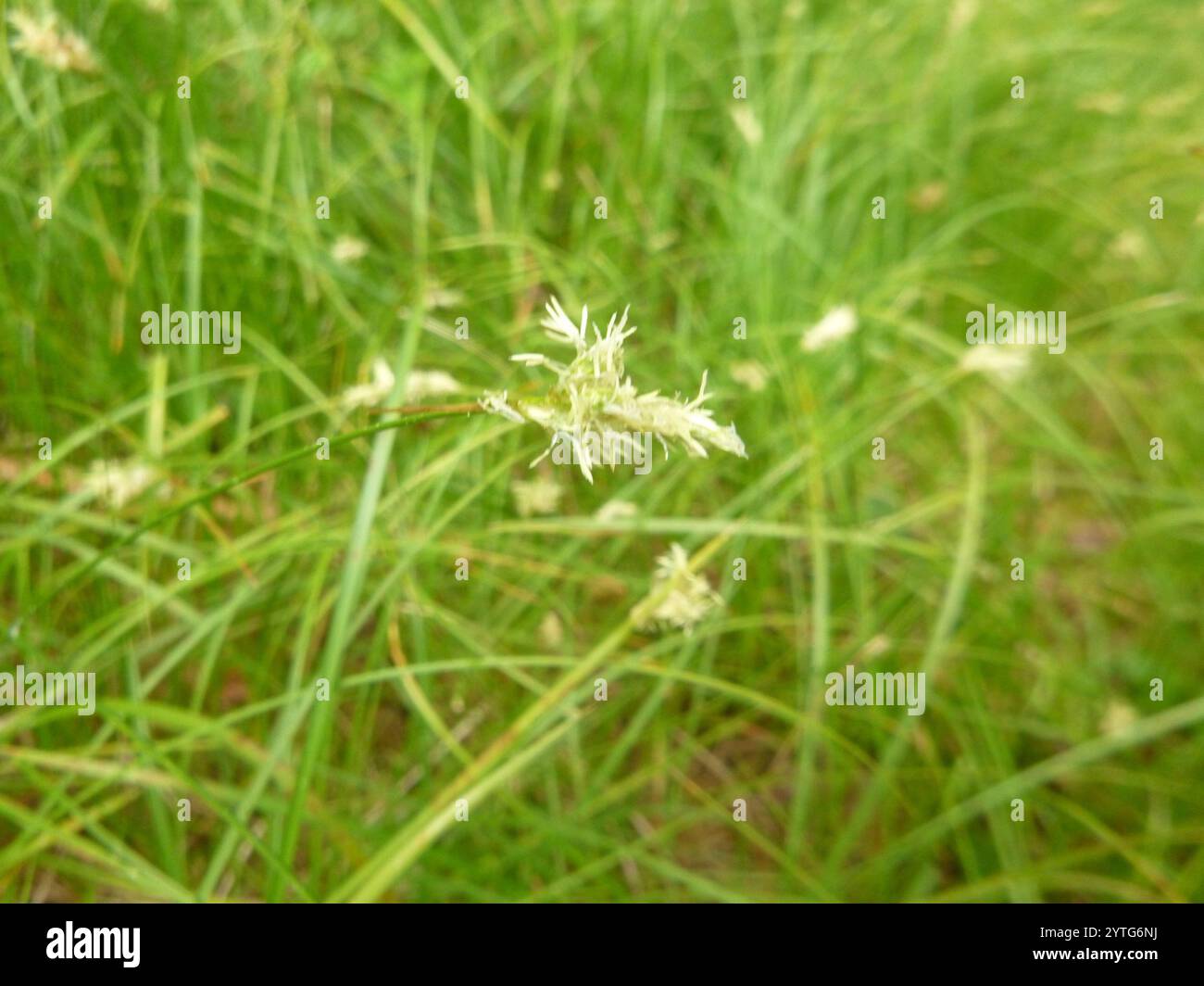 alpine grass (Carex brizoides Stock Photo - Alamy
