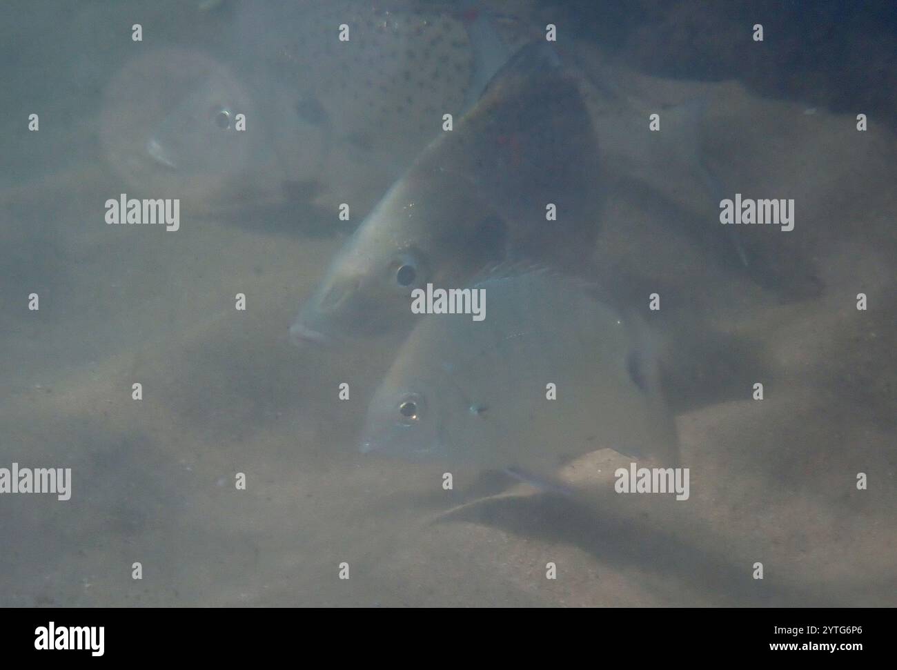 Cape White Seabream (Diplodus capensis Stock Photo - Alamy