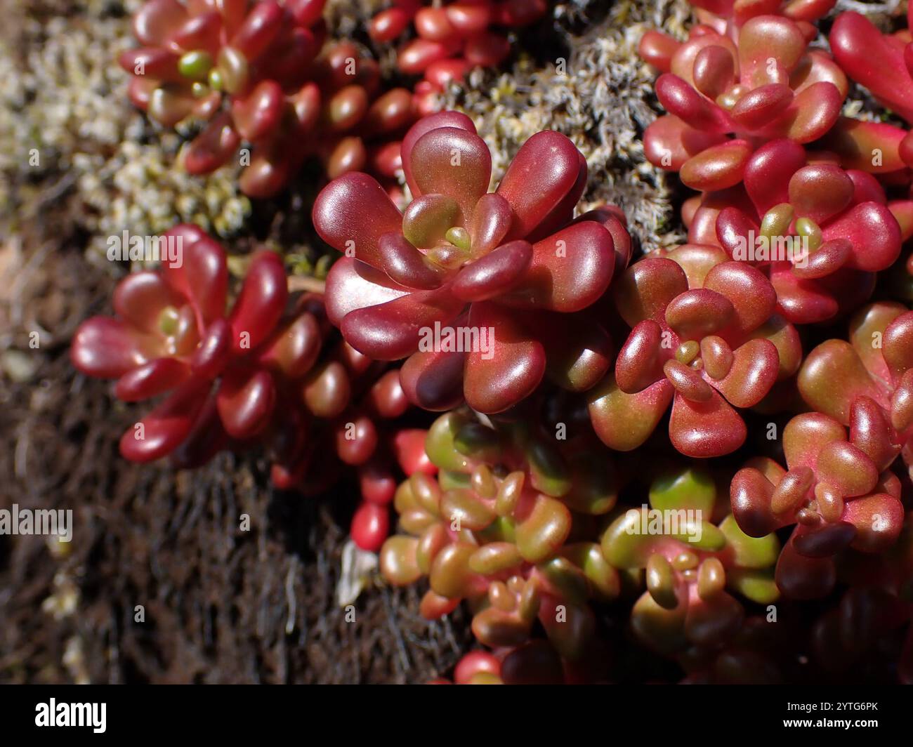 Oregon Stonecrop (Sedum oreganum Stock Photo - Alamy