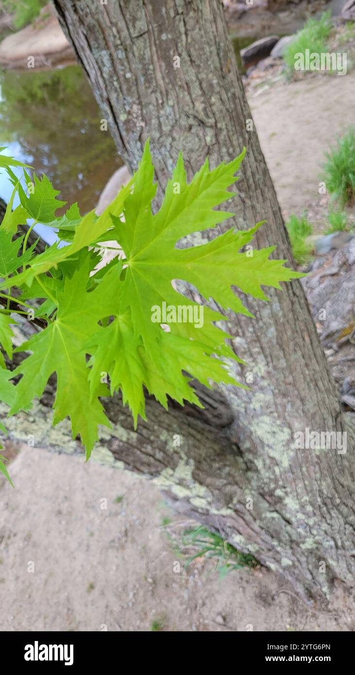 silver maple (Acer saccharinum Stock Photo - Alamy