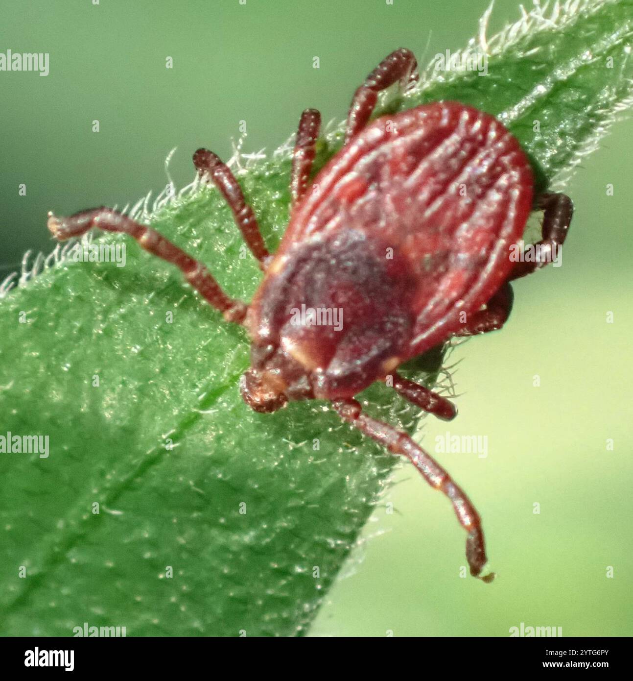 Pepper Ticks (Rhipicephalus Stock Photo - Alamy