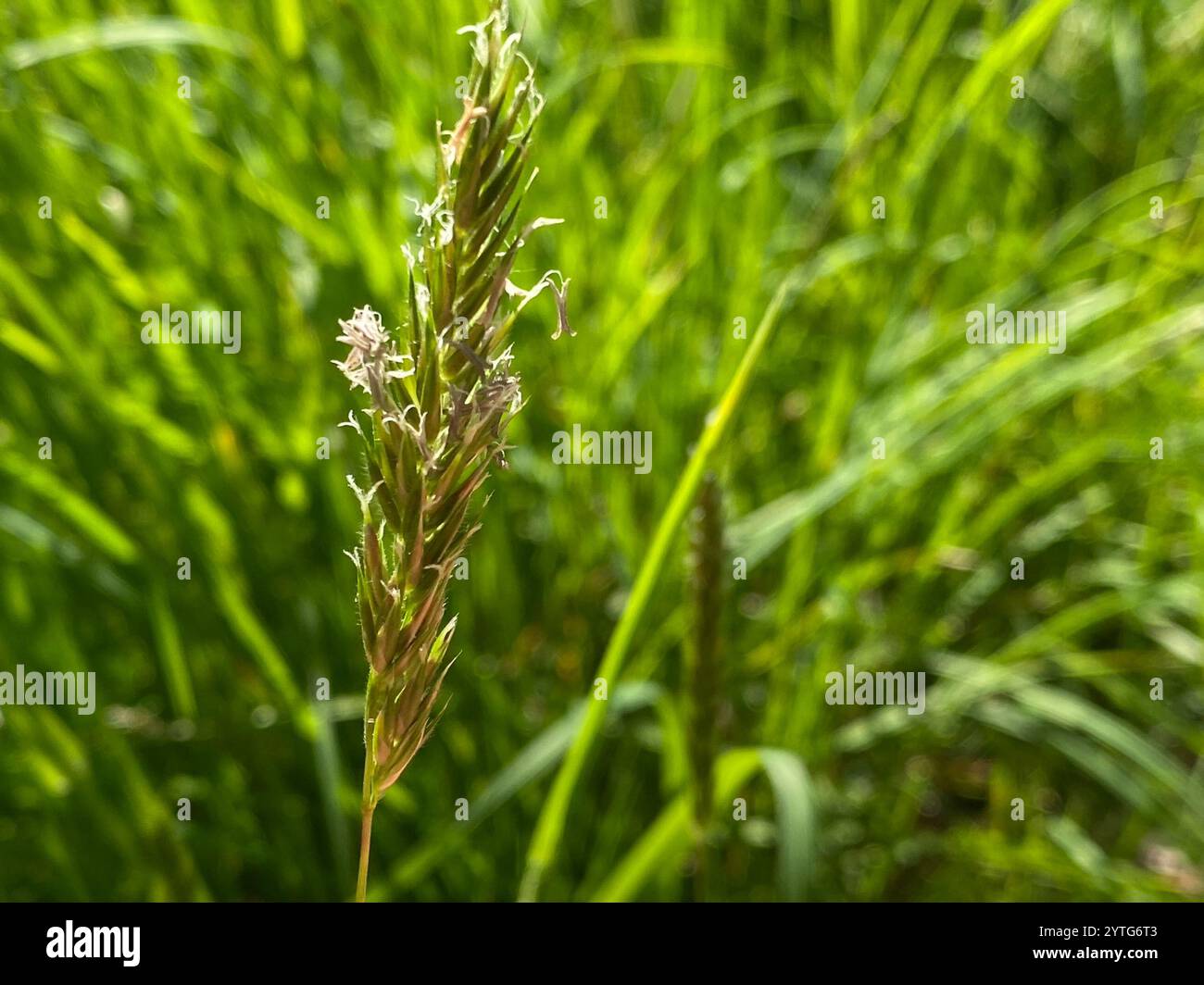 sweet vernal grass (Anthoxanthum odoratum Stock Photo - Alamy