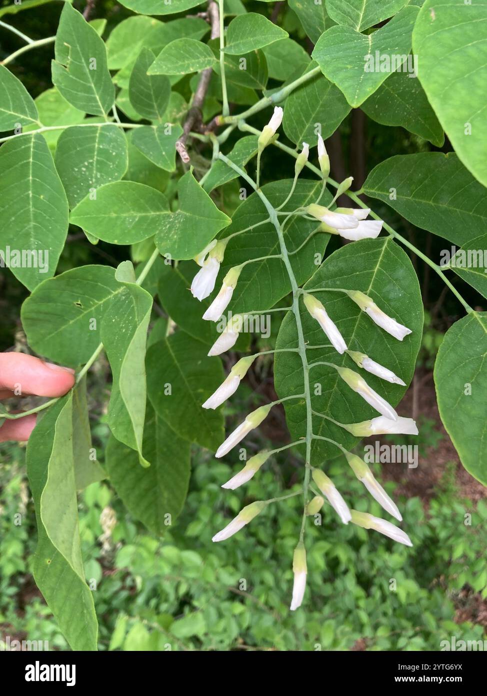 Kentucky yellowwood (Cladrastis kentukea Stock Photo - Alamy