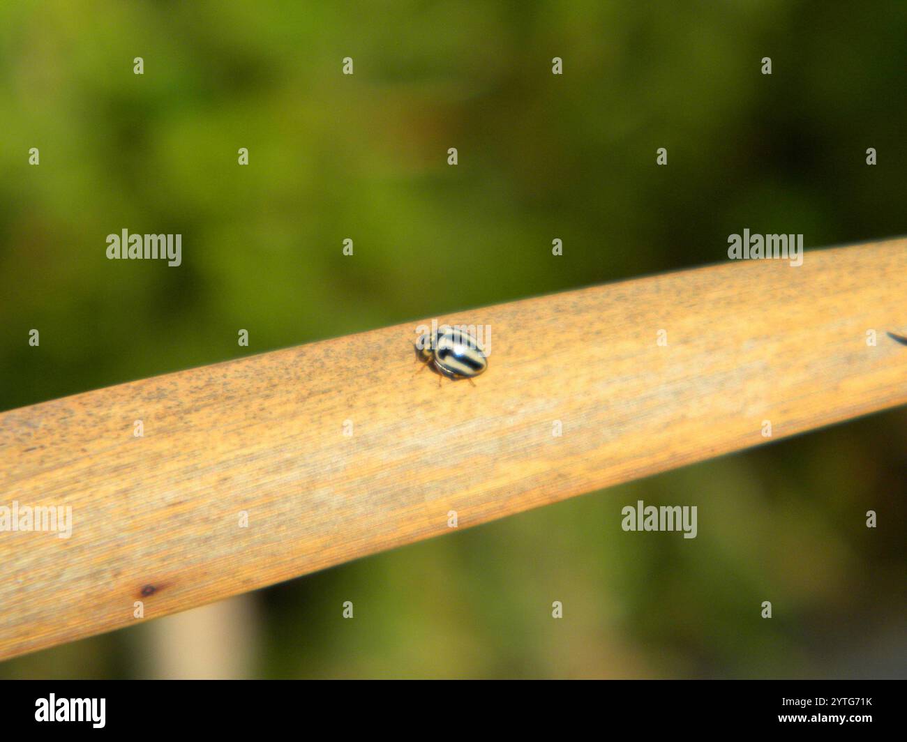 Micraspis hi-res stock photography and images - Alamy