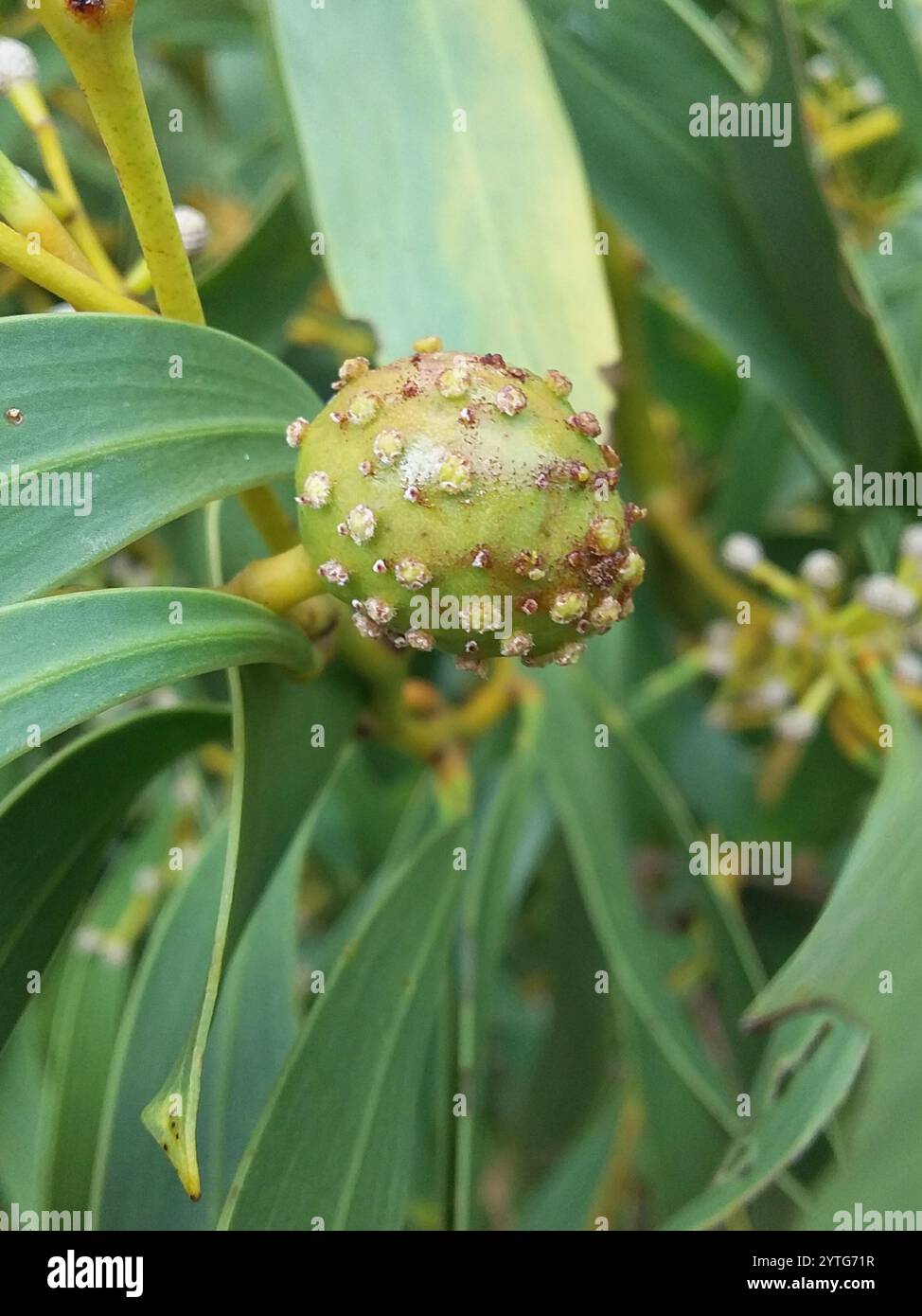 Golden Wattle Gall Wasp (Trichilogaster signiventris Stock Photo - Alamy