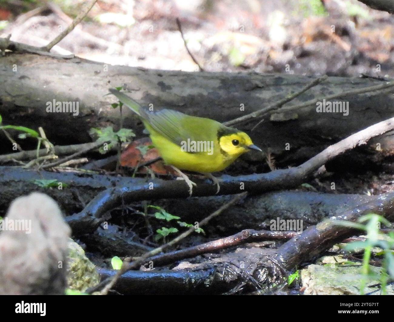 Hooded Warbler (Setophaga citrina Stock Photo - Alamy