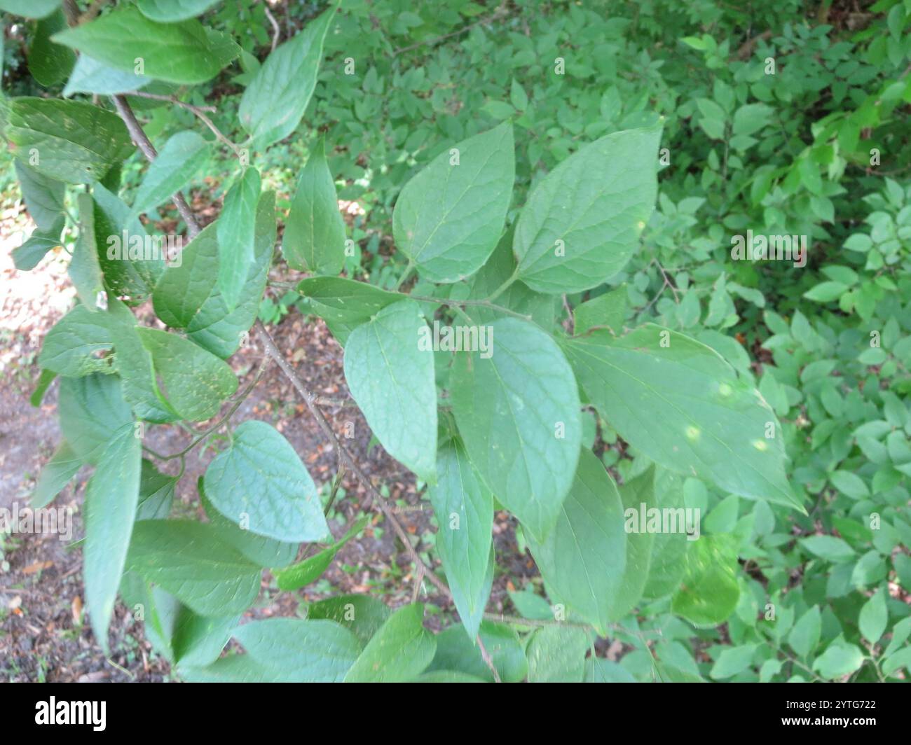 sugar hackberry (Celtis laevigata Stock Photo - Alamy