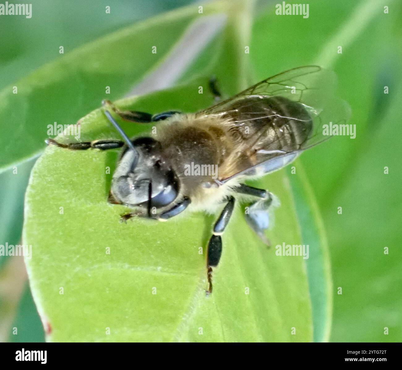 Cape Honey Bee (Apis mellifera capensis Stock Photo - Alamy