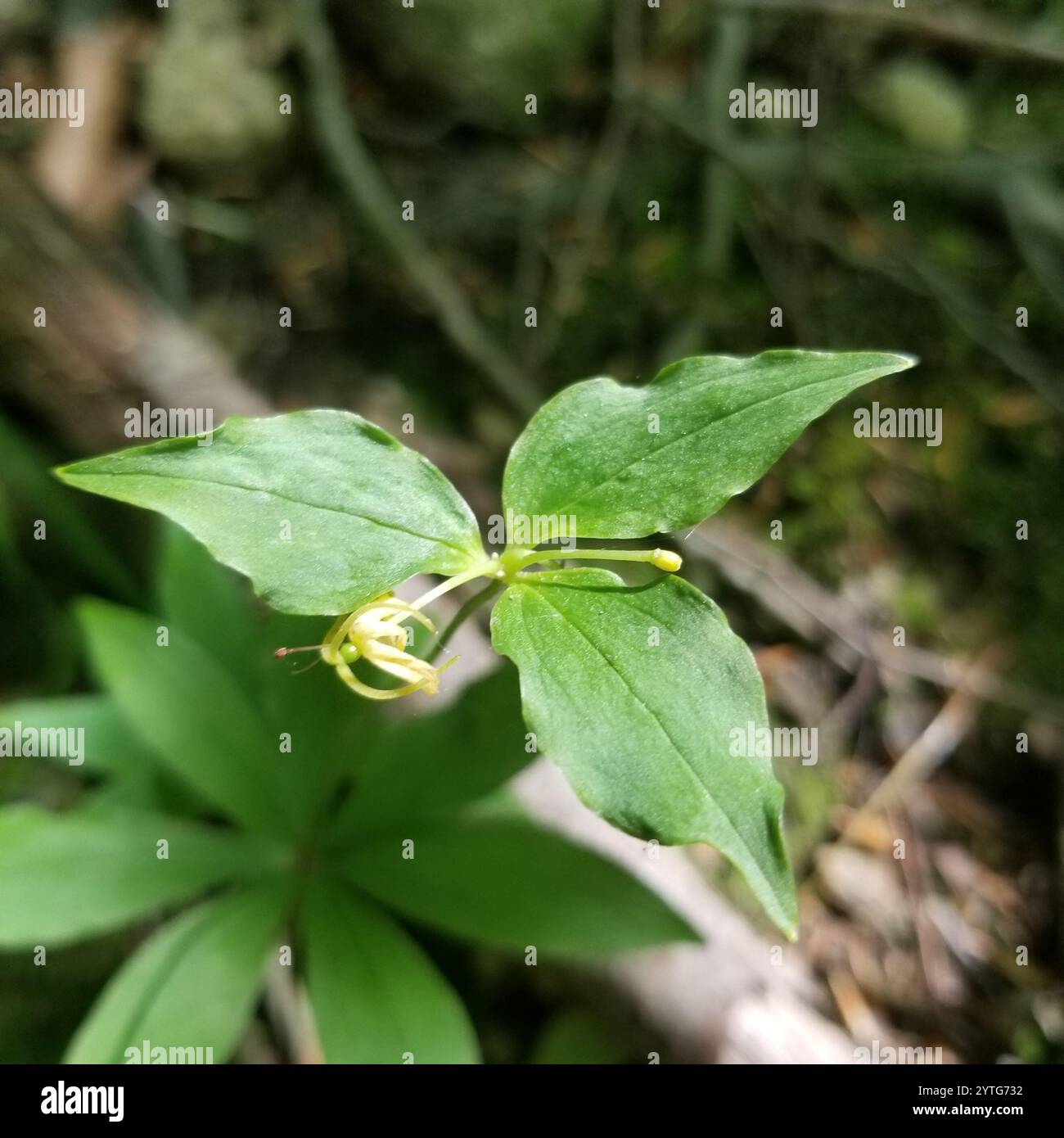 Cucumber Root (Medeola virginiana Stock Photo - Alamy