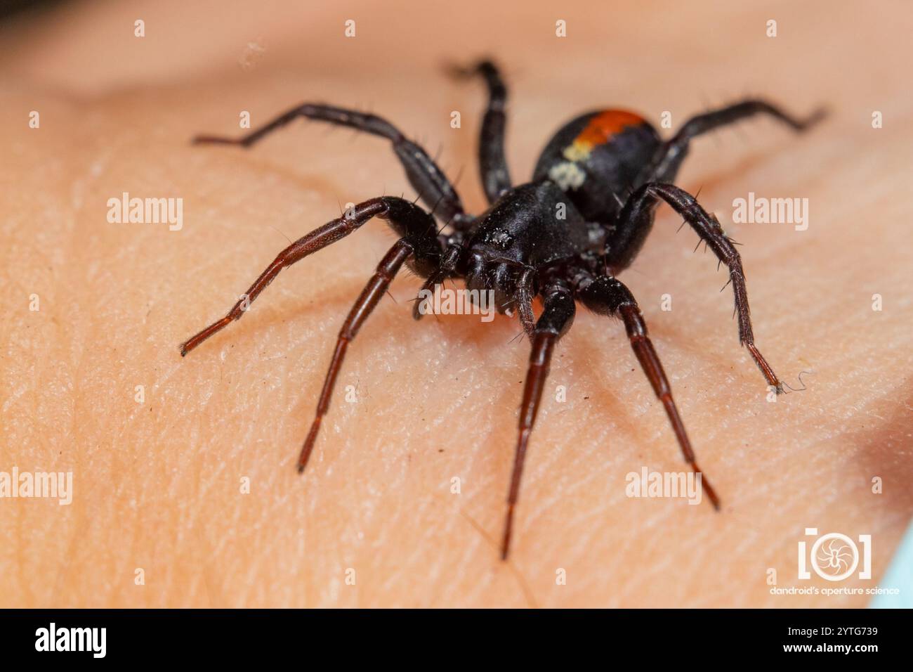 Red-spotted Ant-mimic Sac Spider (Castianeira descripta Stock Photo - Alamy