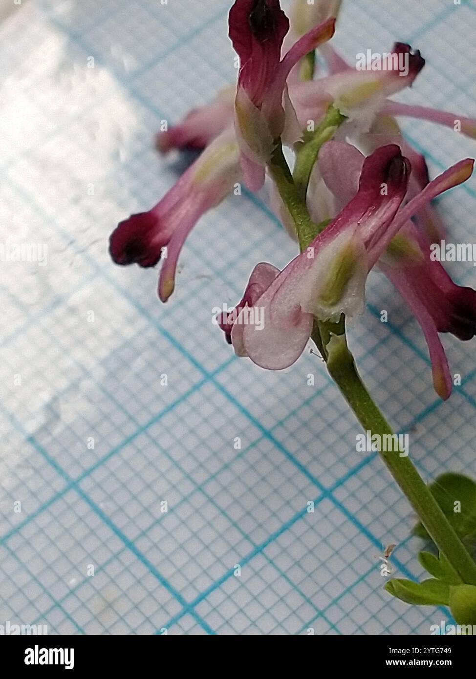 Common ramping fumitory hi-res stock photography and images - Alamy