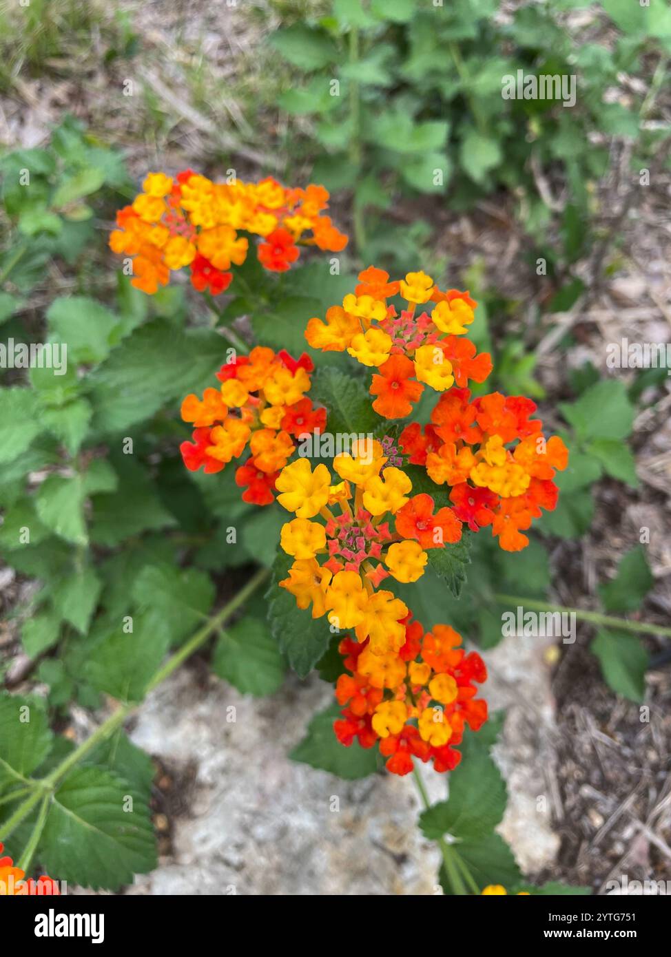 Texas lantana (Lantana urticoides Stock Photo - Alamy