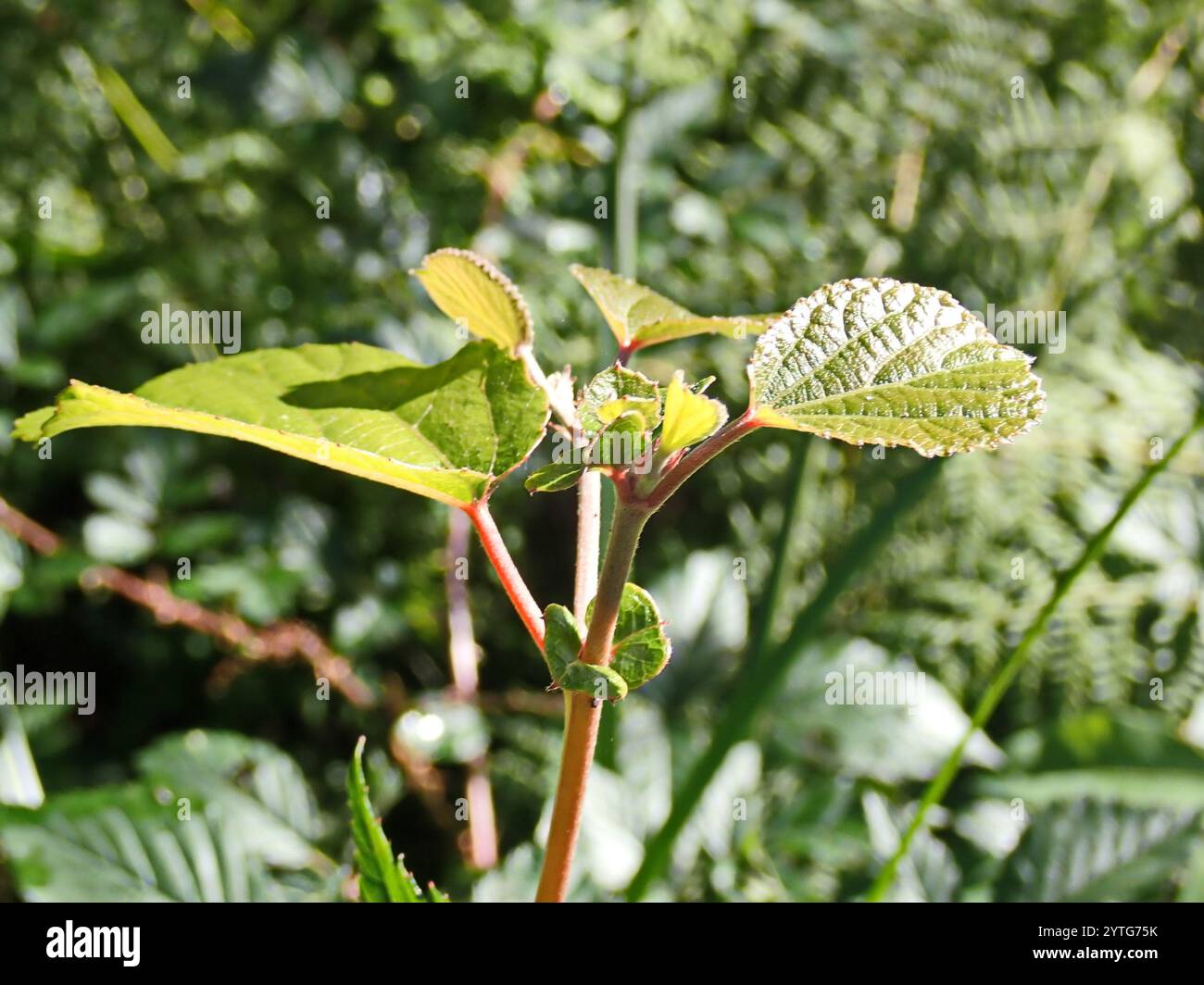 Roundleaf Wild-Mulberry (Trimeria grandifolia Stock Photo - Alamy