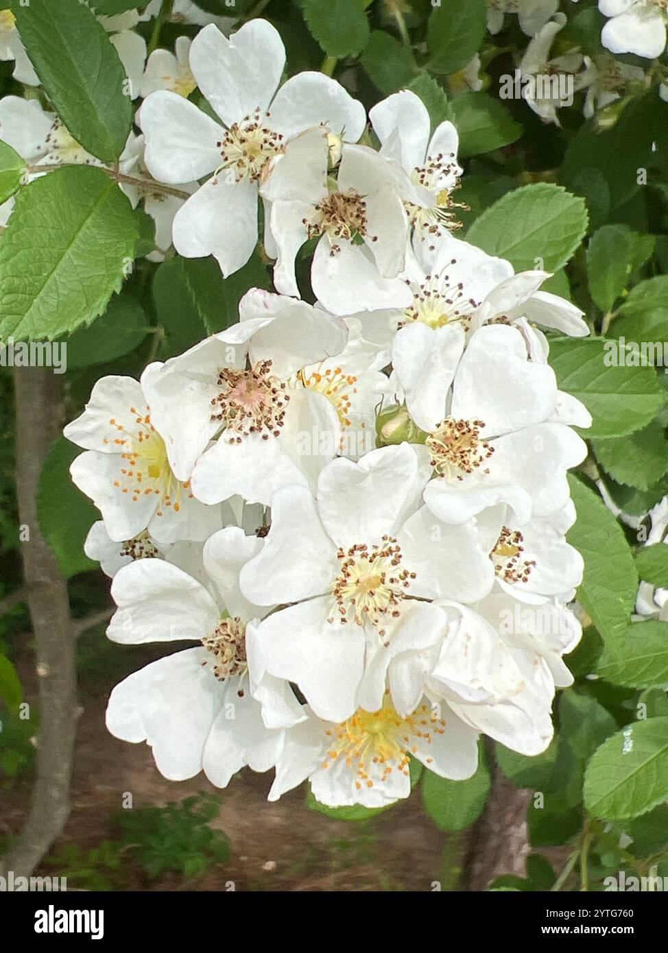 multiflora rose (Rosa multiflora Stock Photo - Alamy
