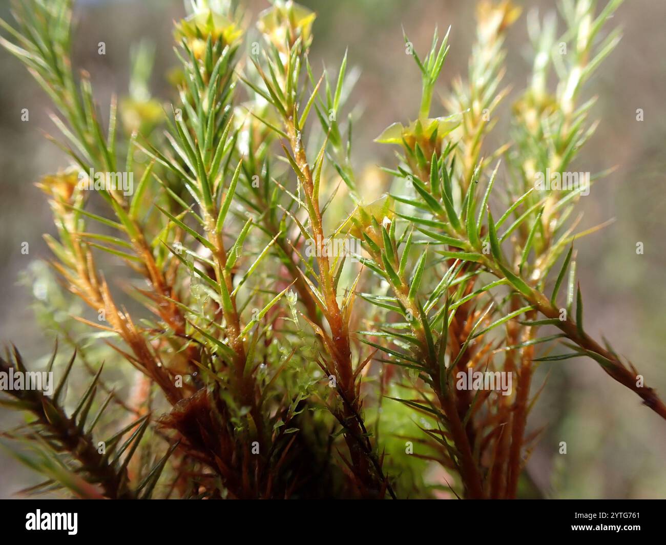 Polytrichum strictum hi-res stock photography and images - Alamy