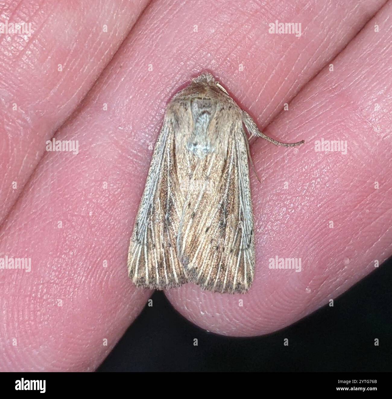 Heterodox Wainscot Moth (Leucania insueta Stock Photo - Alamy