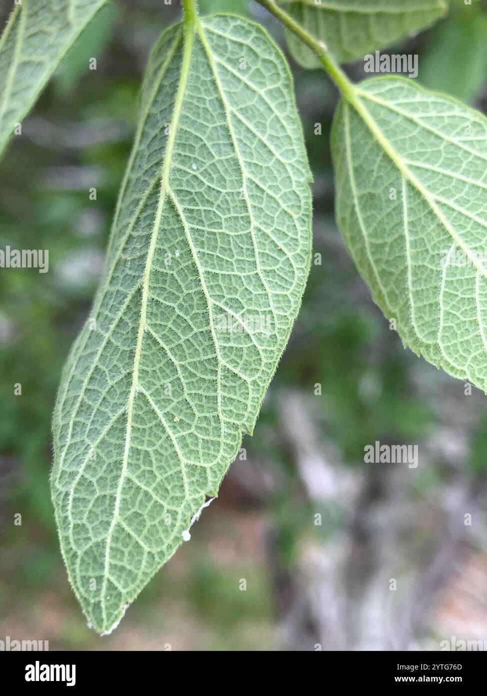 netleaf hackberry (Celtis reticulata Stock Photo - Alamy