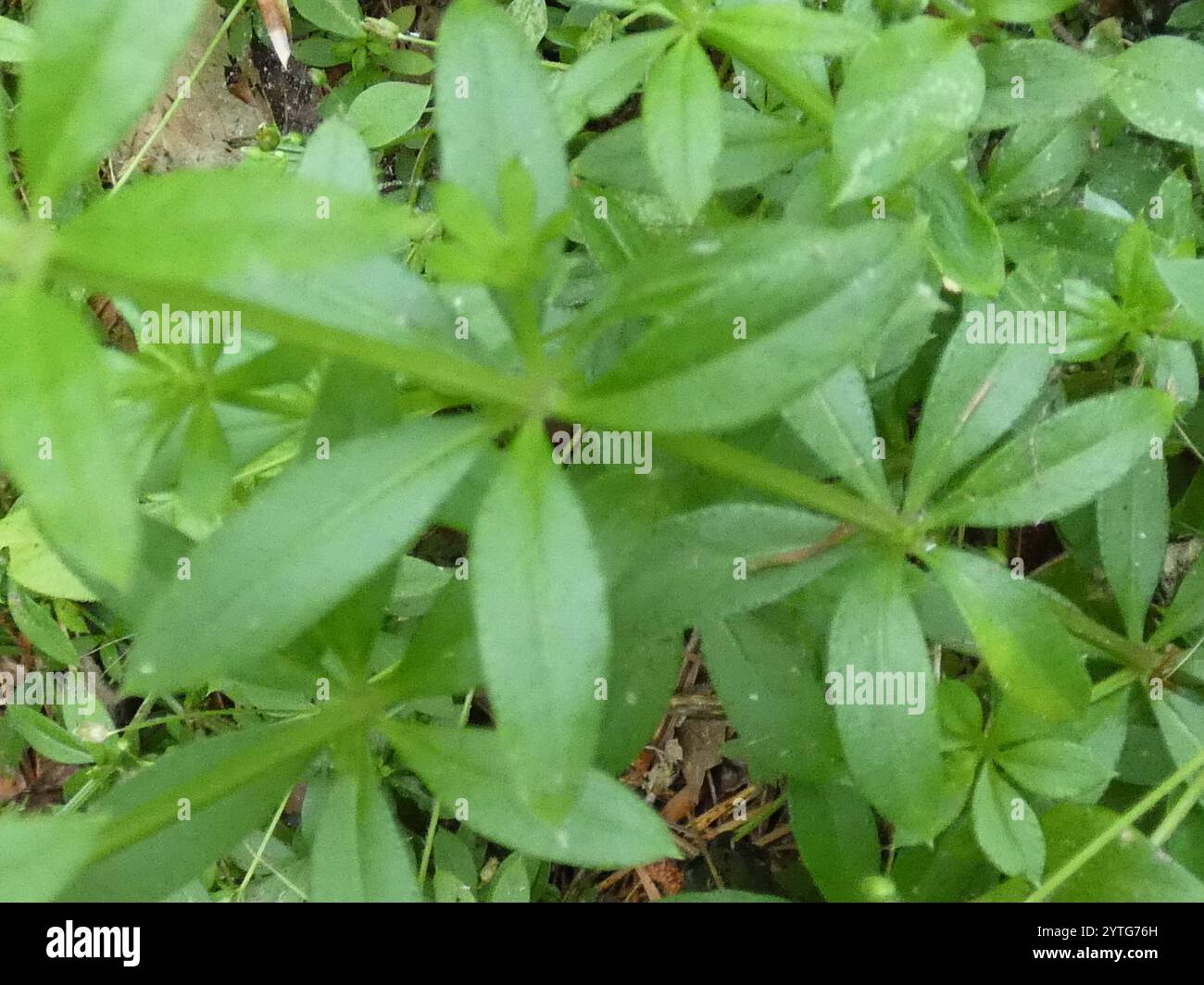 fragrant bedstraw (Galium triflorum Stock Photo - Alamy