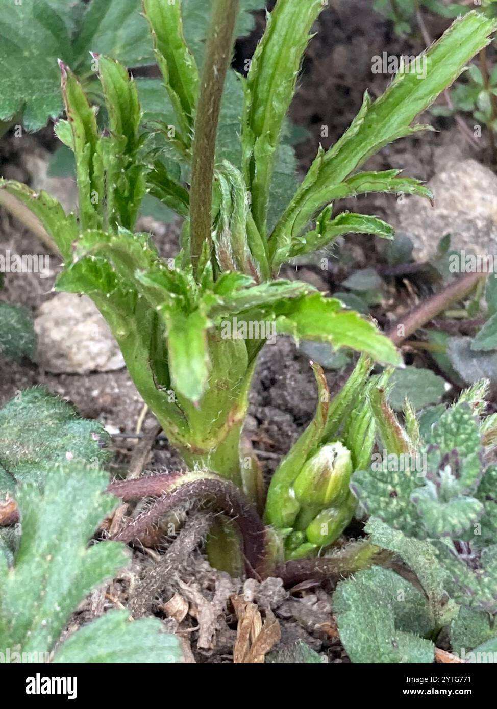 riverside windflower (Eriocapitella rivularis Stock Photo - Alamy
