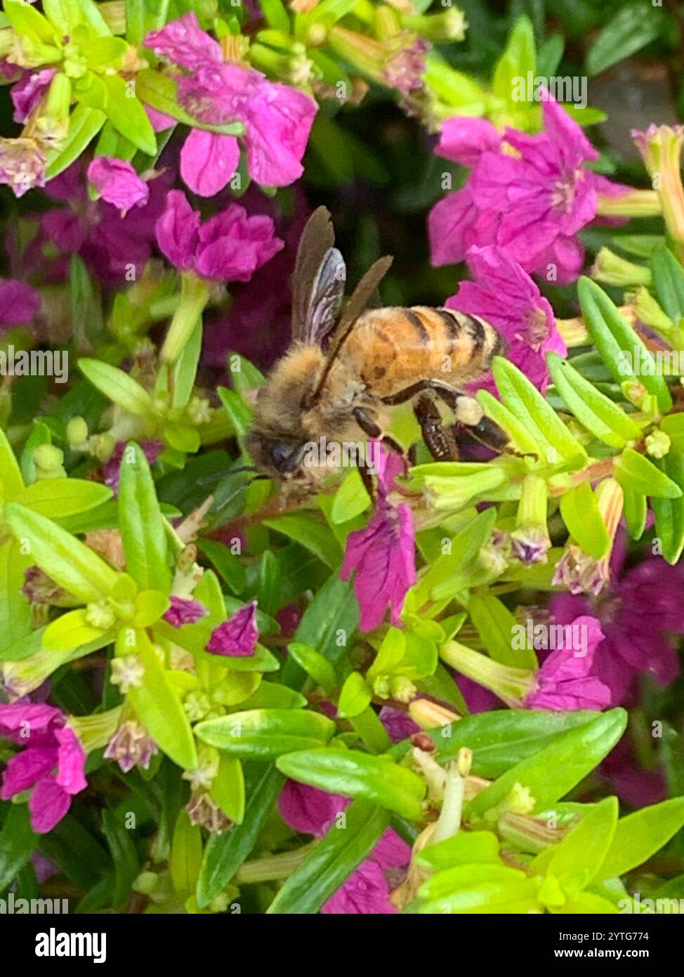 Western Honey Bee (Apis mellifera Stock Photo - Alamy