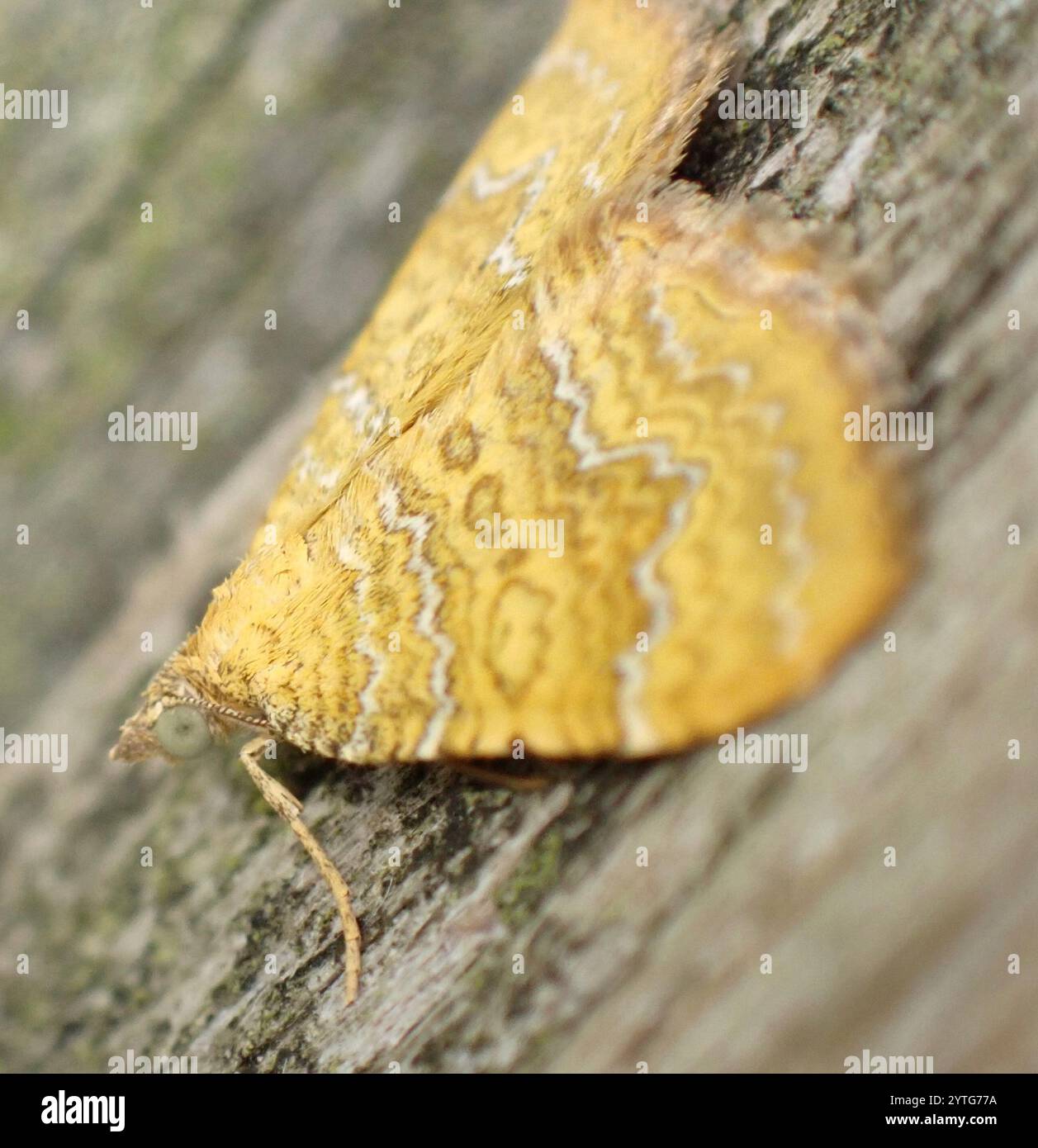Yellow Shell Moth (Camptogramma bilineata Stock Photo - Alamy