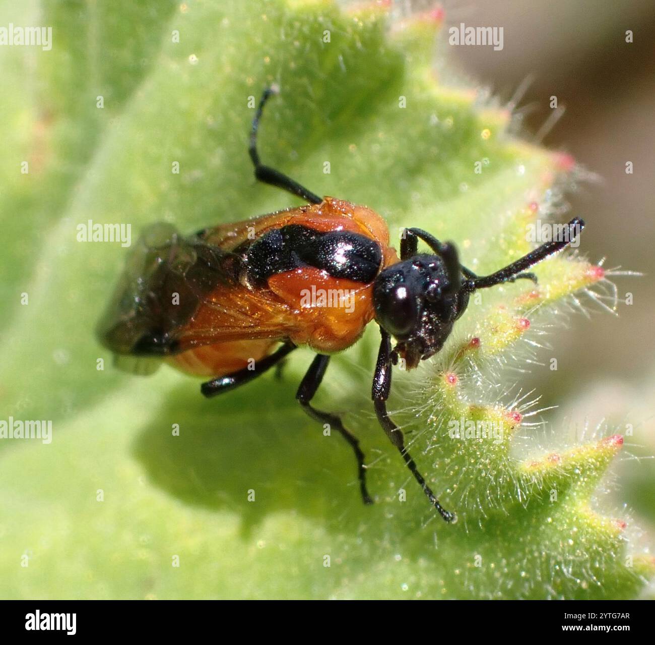 Argid sawflies hi-res stock photography and images - Alamy