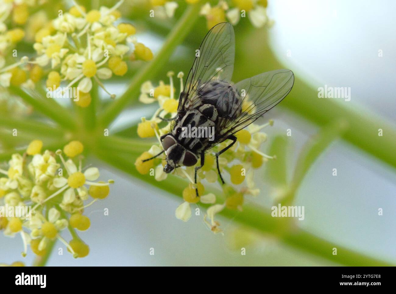 Graphomya hi-res stock photography and images - Alamy