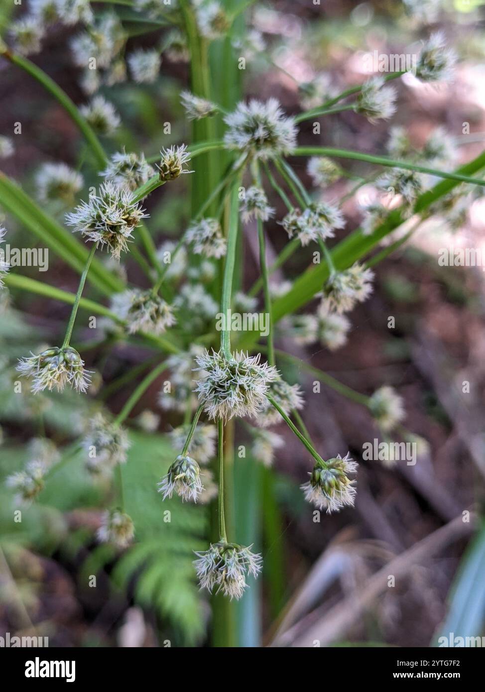 Panicled Bulrush (Scirpus microcarpus Stock Photo - Alamy
