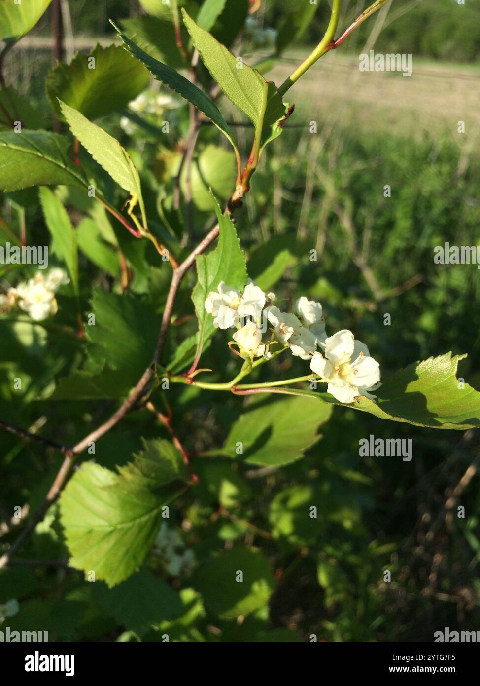 Glabrous-fruit Fireberry Hawthorn (Crataegus chrysocarpa phoeniceoides ...