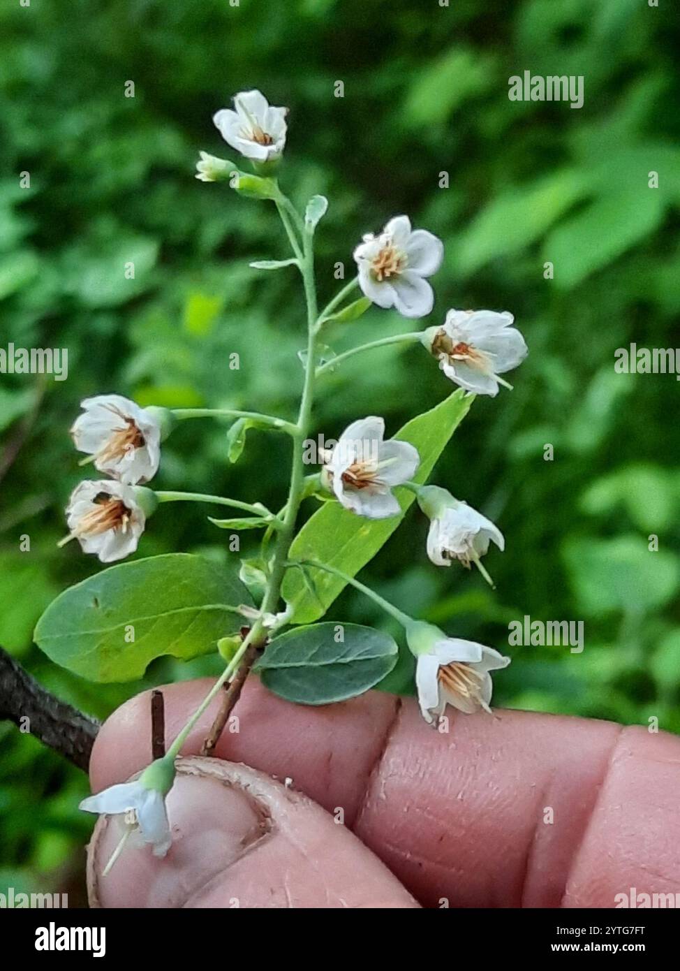 Deerberry hi-res stock photography and images - Alamy