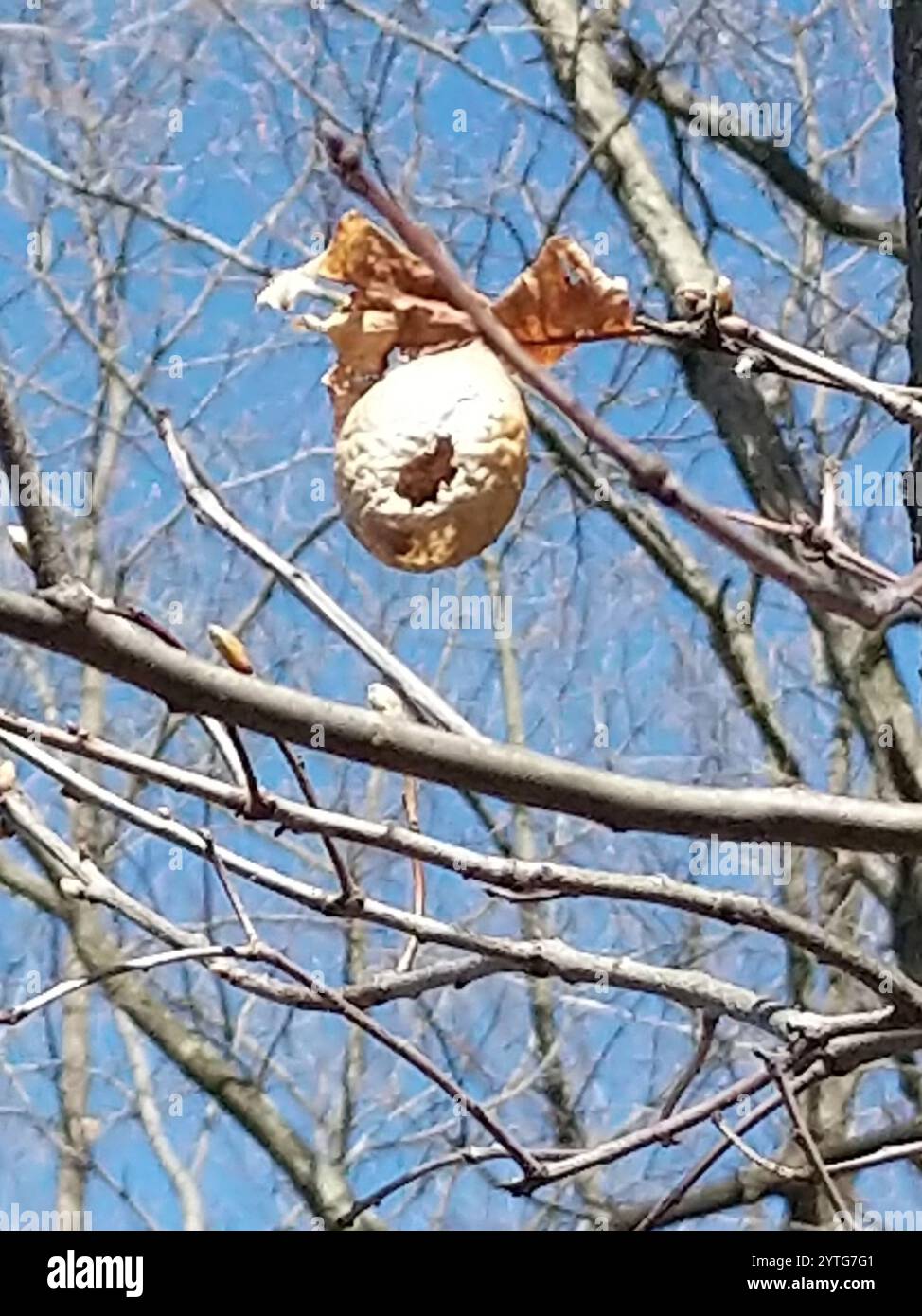Spongy Oak Apple Gall Wasp (Amphibolips confluenta Stock Photo - Alamy