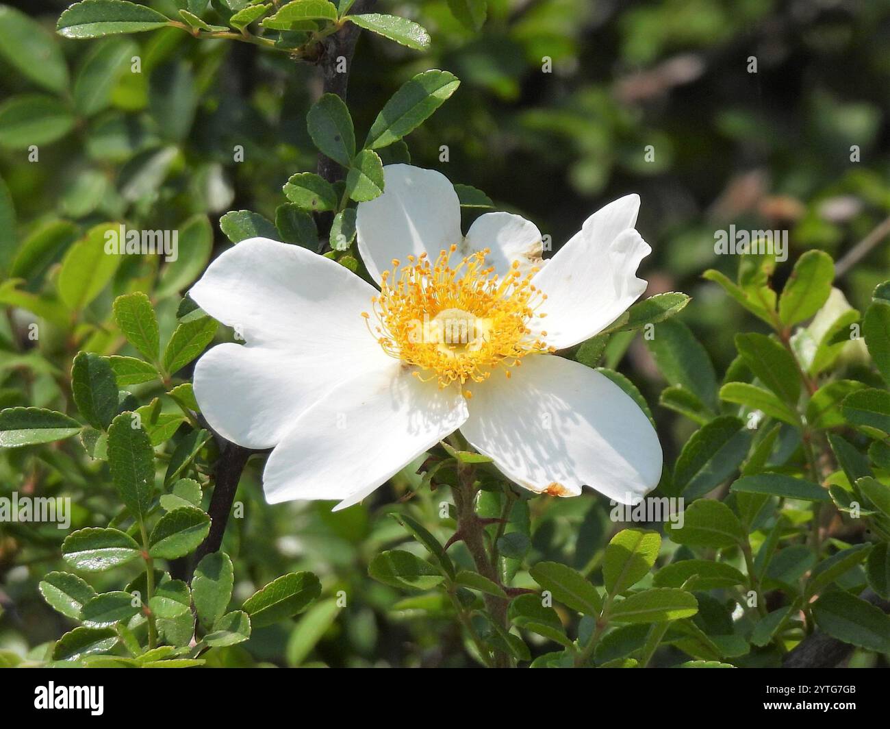 Rosa bracteata hi-res stock photography and images - Alamy