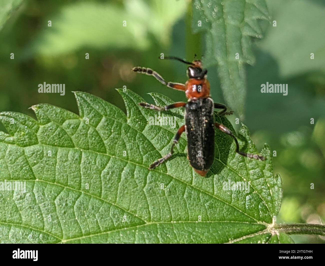 Rustic Sailor Beetle (Cantharis rustica Stock Photo - Alamy