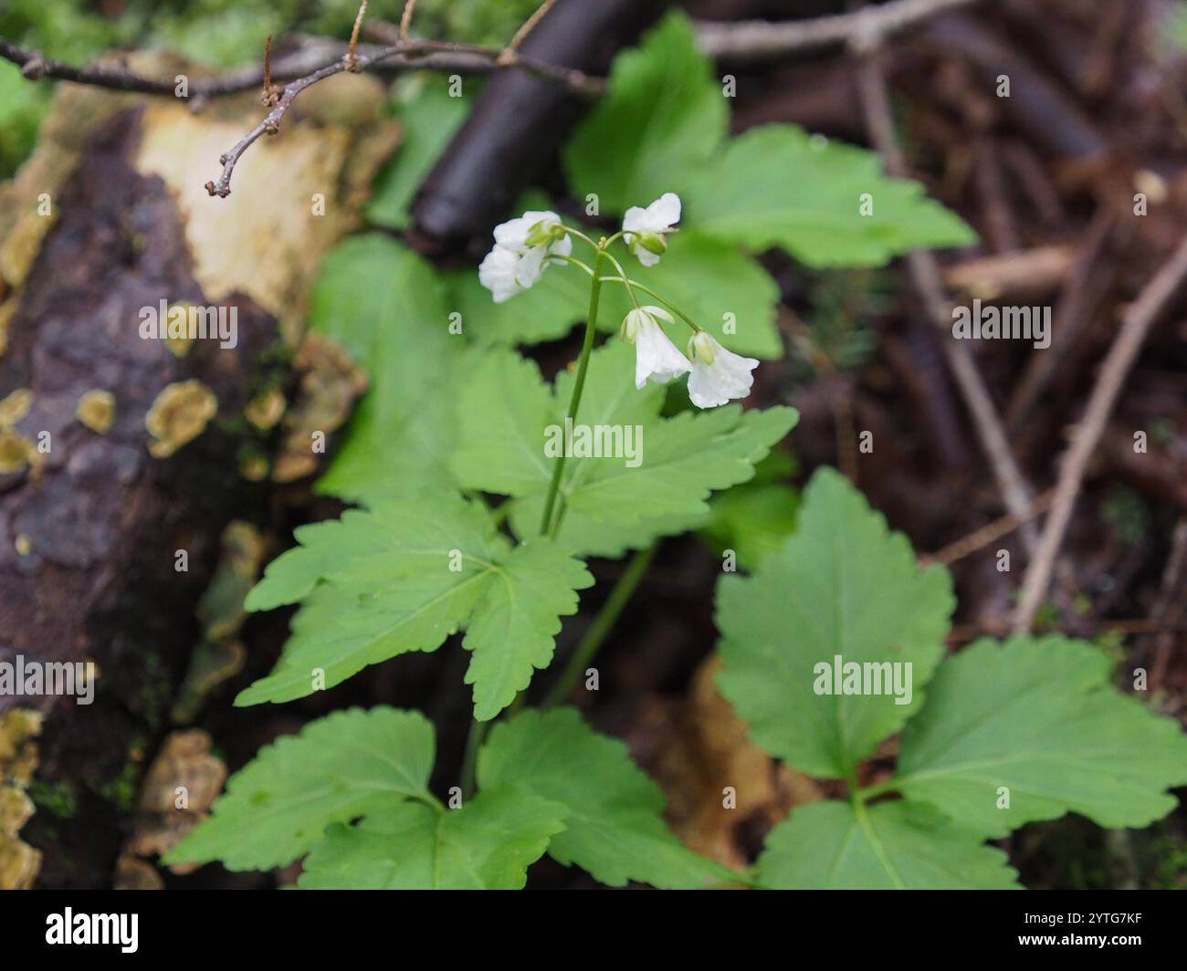 Two-leaved Toothwort (Cardamine diphylla Stock Photo - Alamy