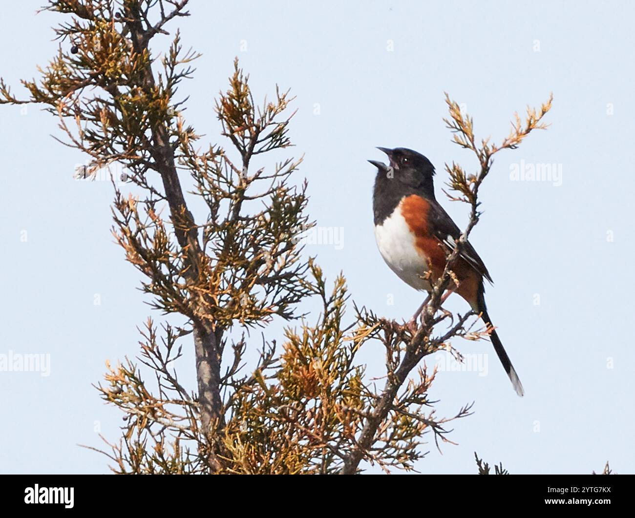 Eastern Towhee (Pipilo erythrophthalmus Stock Photo - Alamy
