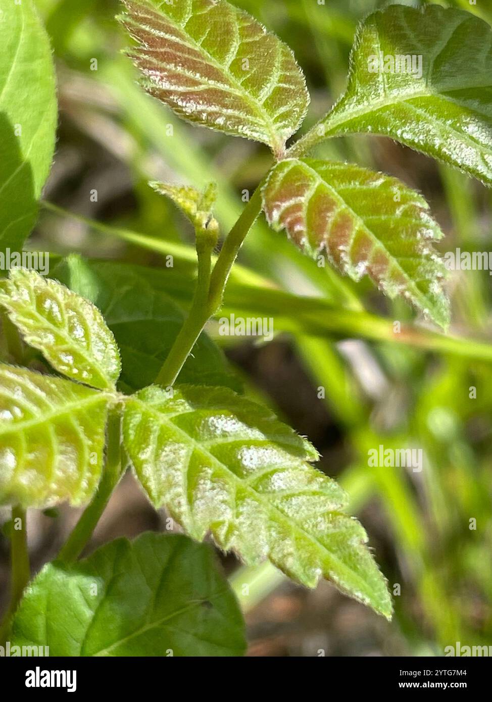fragrant sumac (Rhus aromatica Stock Photo - Alamy