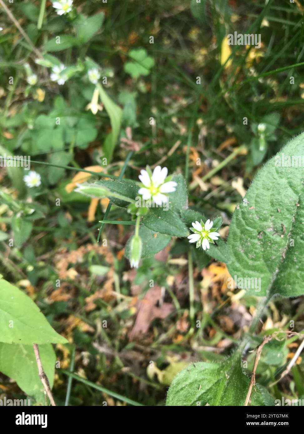 Common mouse-ear chickweed (Cerastium fontanum Stock Photo - Alamy