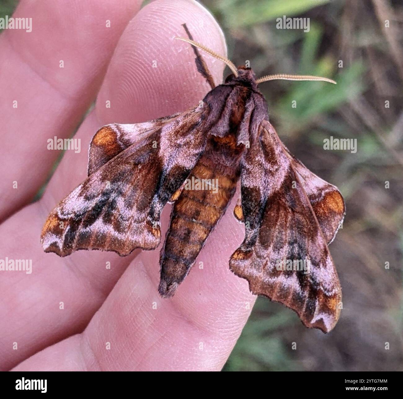 Small-eyed Sphinx (Paonias myops Stock Photo - Alamy