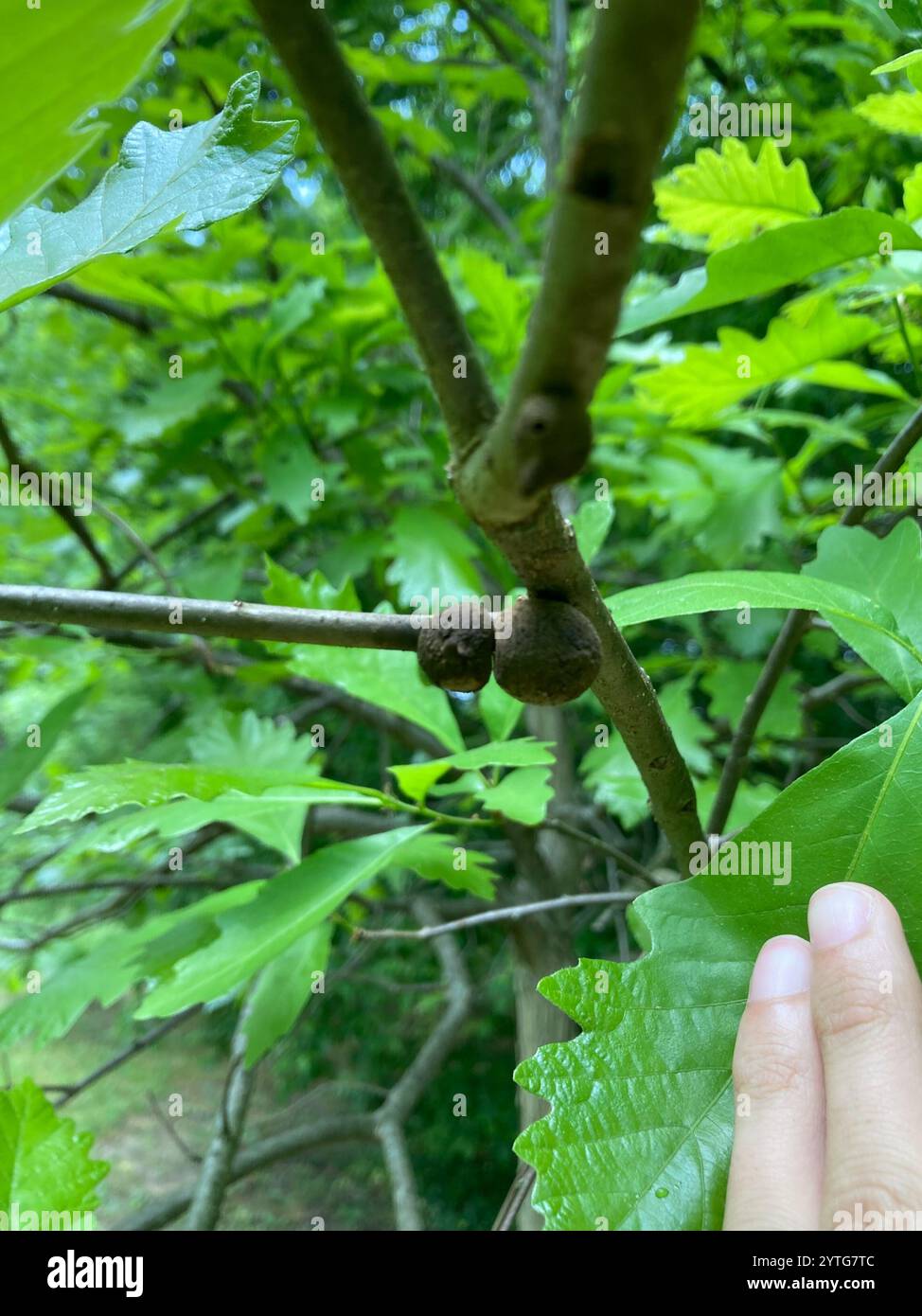 Oak Rough Bulletgall Wasp (Disholcaspis quercusmamma Stock Photo - Alamy
