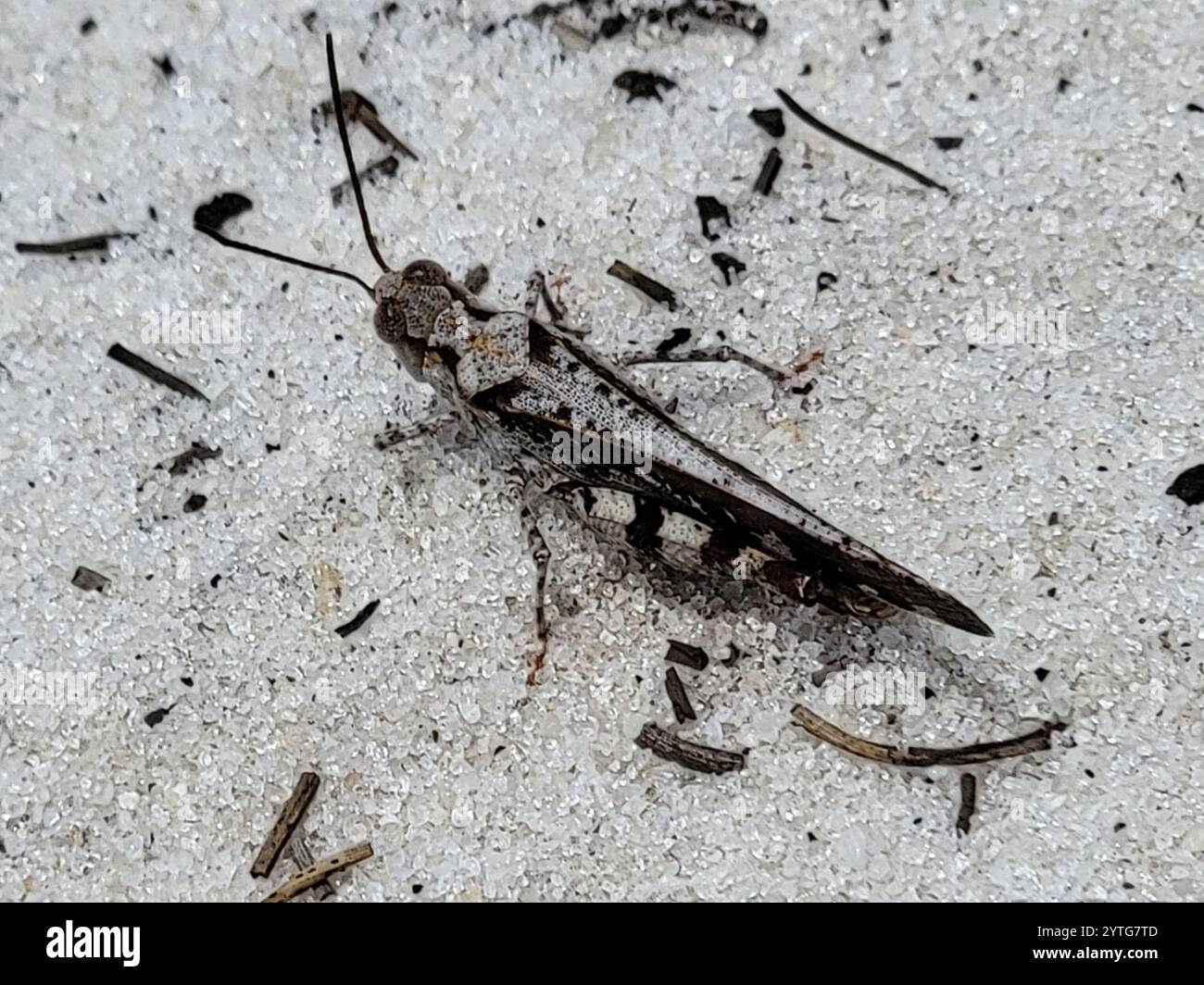 Southern Marbled Grasshopper (Spharagemon marmoratum pictum Stock Photo ...