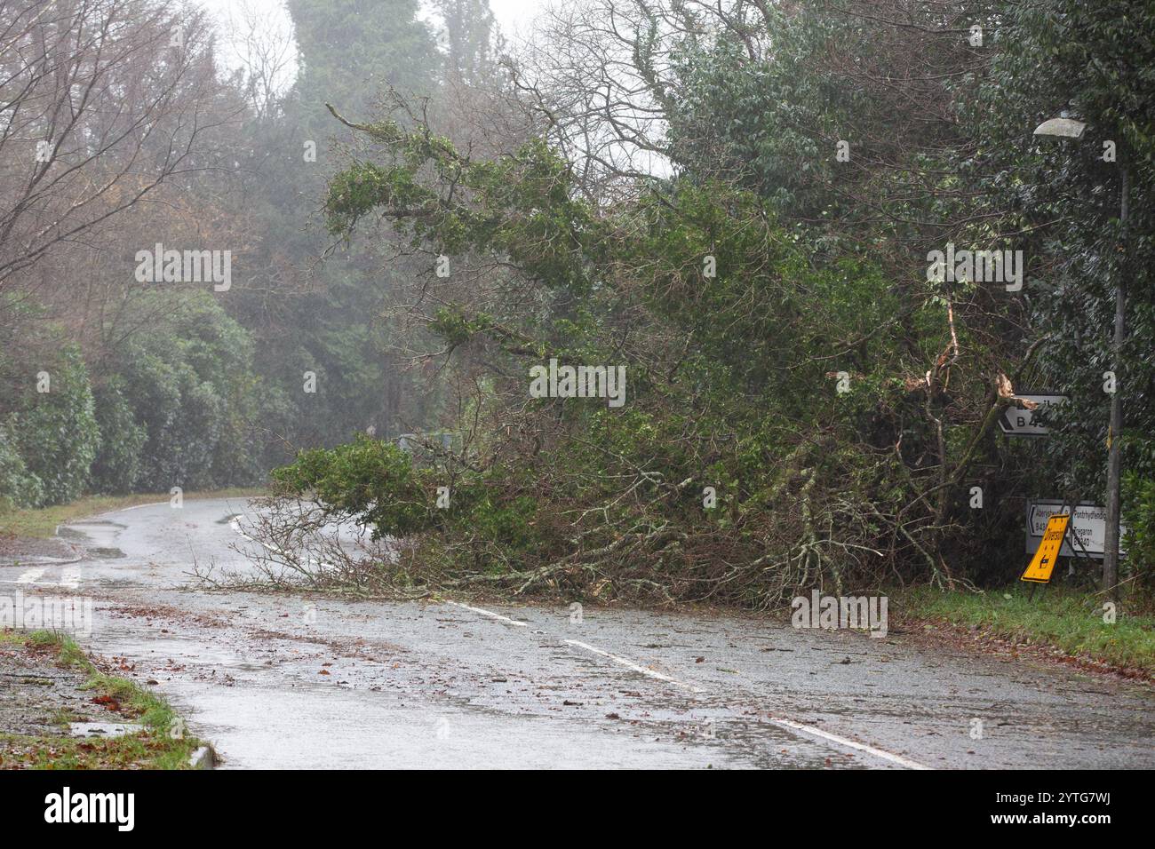 B4340, Ceredigion, Wales, UK. 07th December 2024 UK Weather: Windblown ...