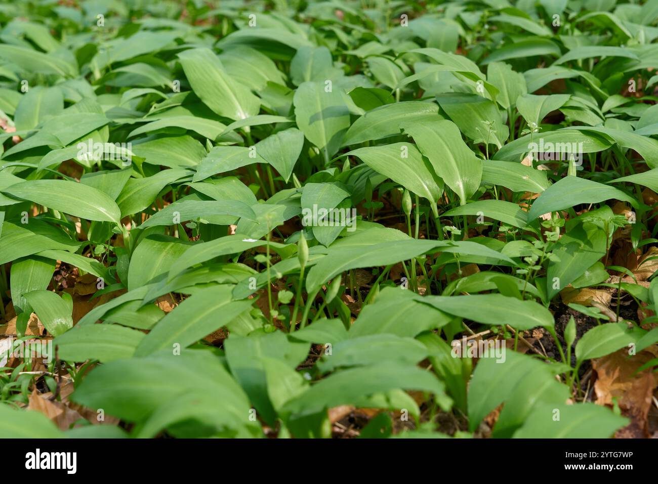 Wild garlic Allium ursinum, Bärlauch in a forest in Germany in the ...
