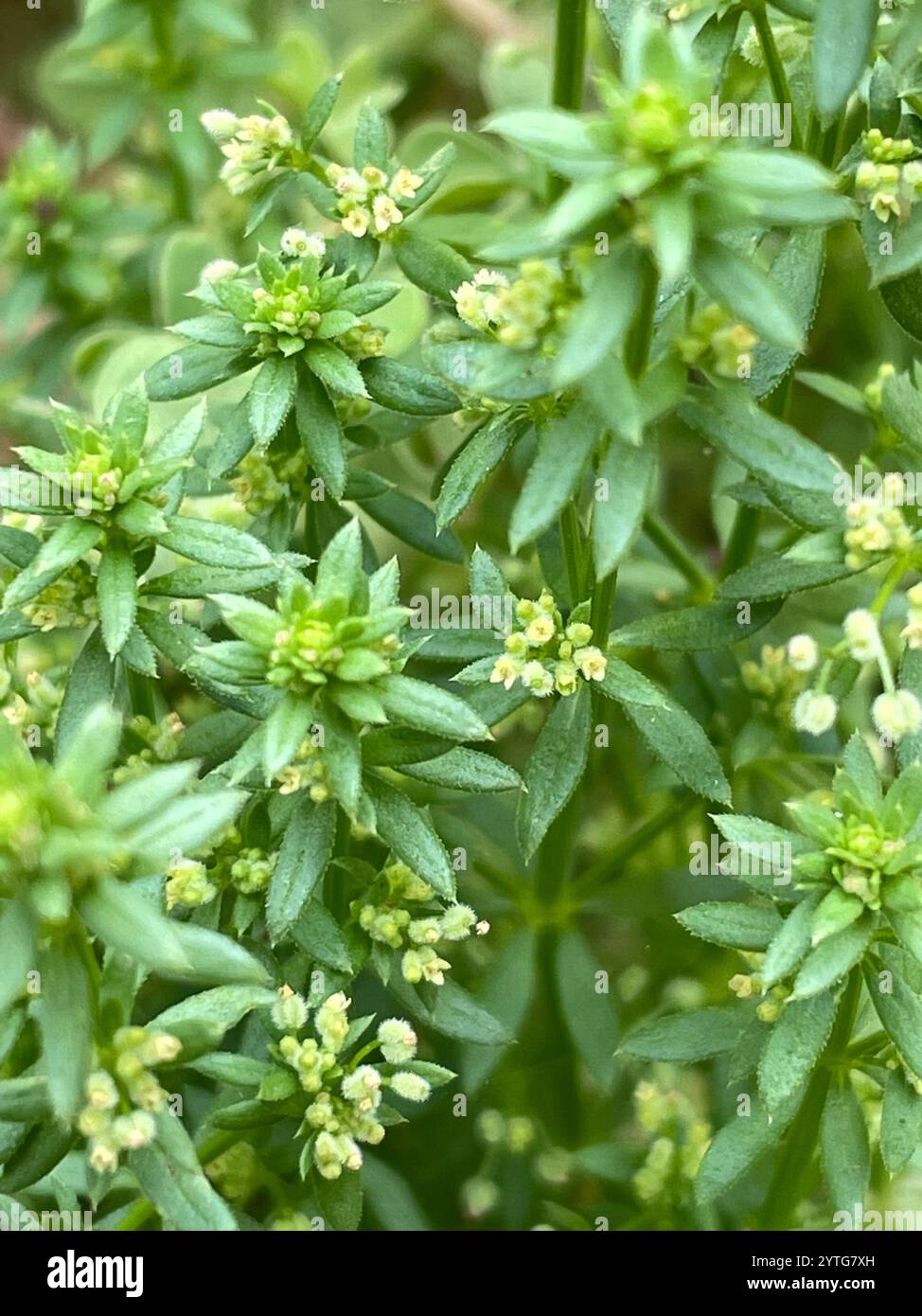 Wall Bedstraw (Galium parisiense Stock Photo - Alamy